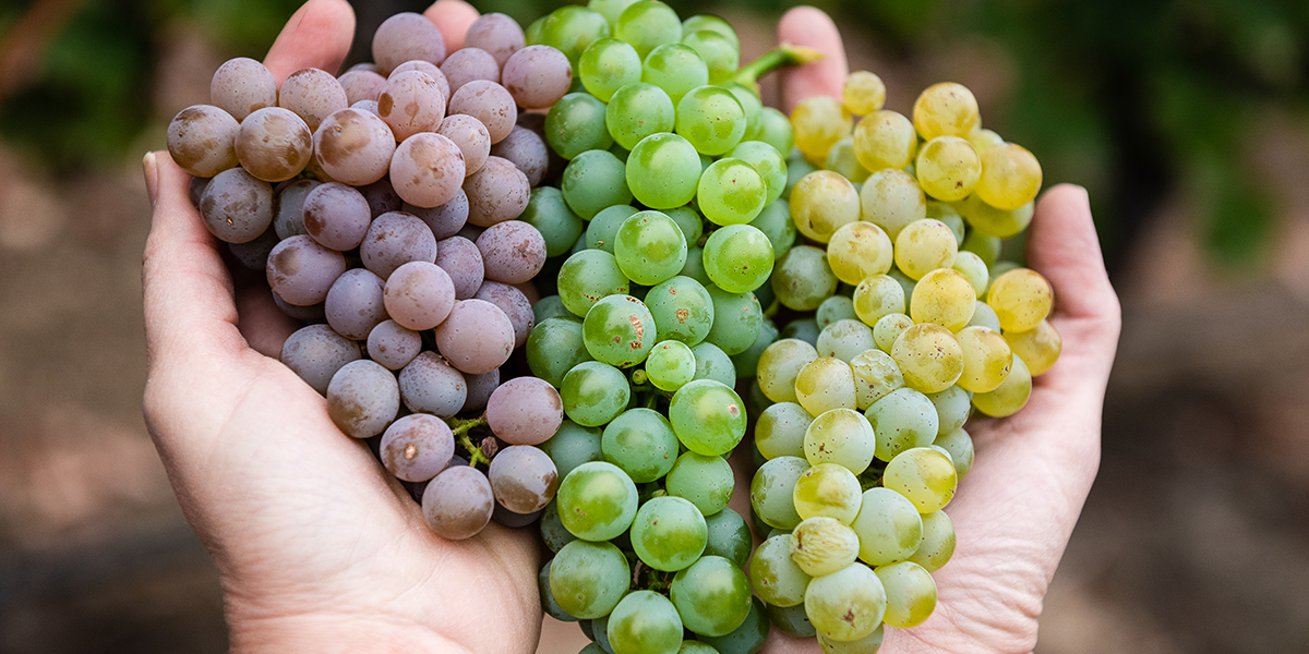 Sauvignon Blanc Grapes
